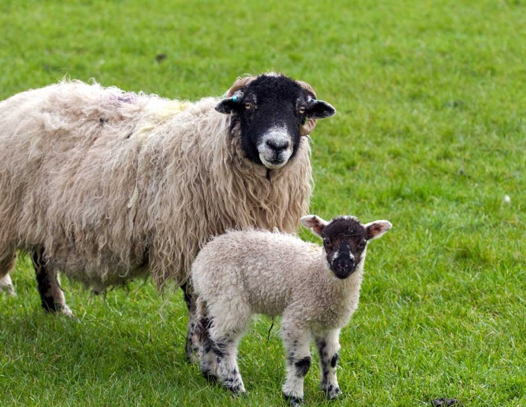 ETHIOPIA: Koyun ırkları ....