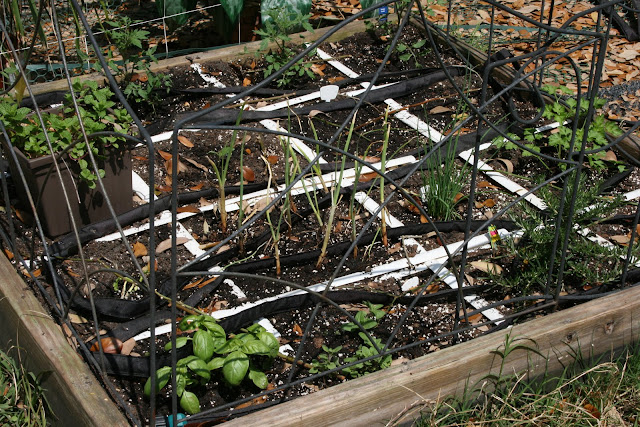 My New 30: 2010 Square Foot Garden Planting Grids and Garden Notes