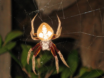 Today in Abaco: TROPICAL ORB WEAVER SPIDER