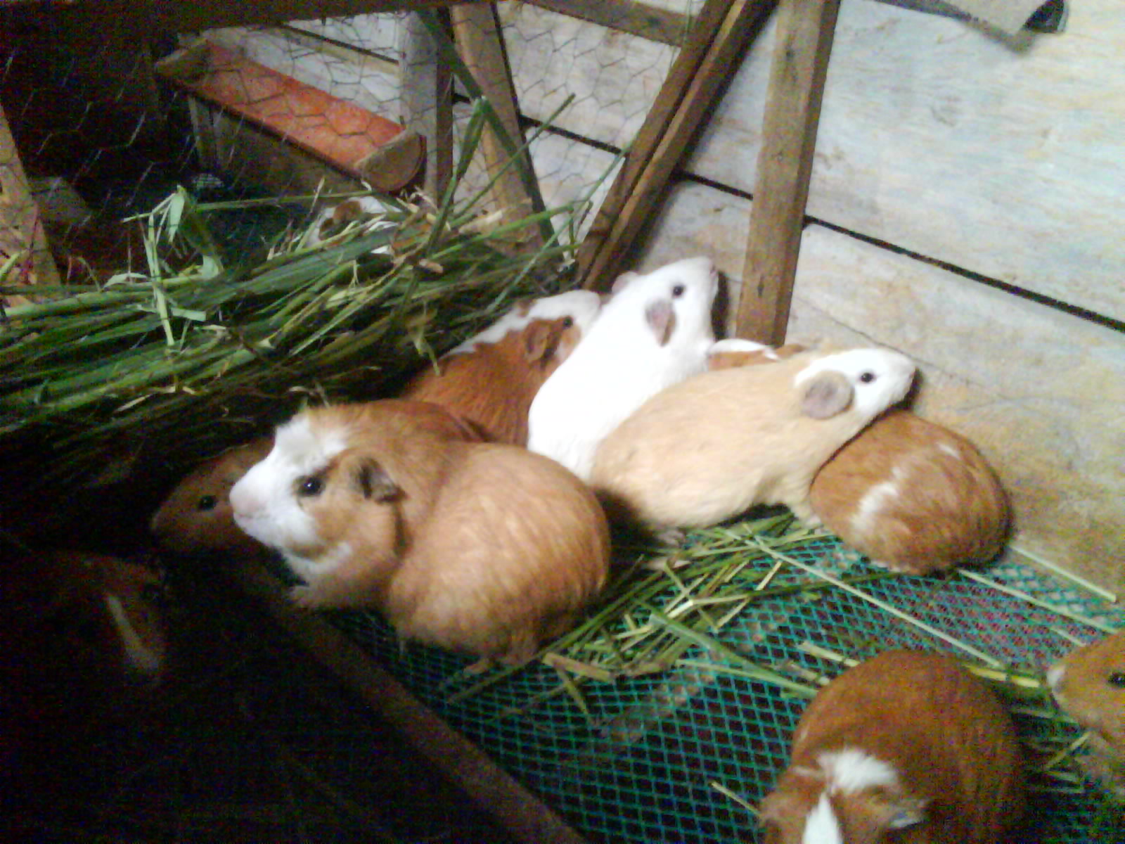 TRABAJO DE ECONOMIA: VENTA DE CUYES