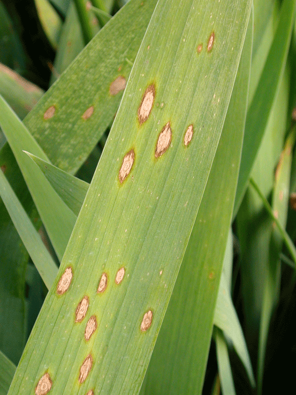 JeffCo Gardener: Iris Leaf Spot by Mary Small