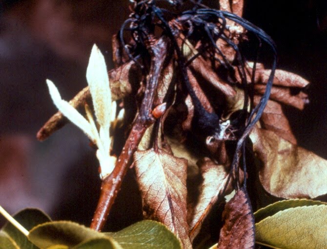 JeffCo Master Gardeners: Fire Blight Arrives in Our Trees! by Mary Small