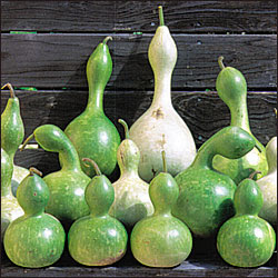 JeffCo Master Gardeners: A Gaggle of Gourds by Elaine Lockey