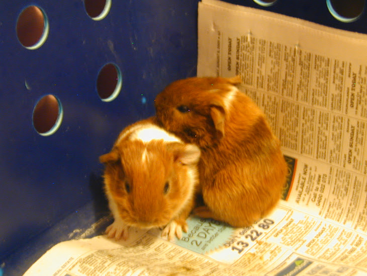 Emmi's Awesome Piggies