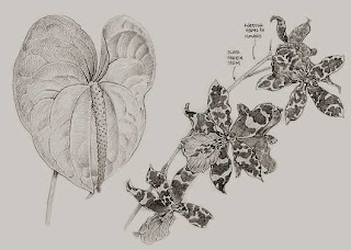 Ellen Leong Blonder: Anthurium and Orchid Sketch