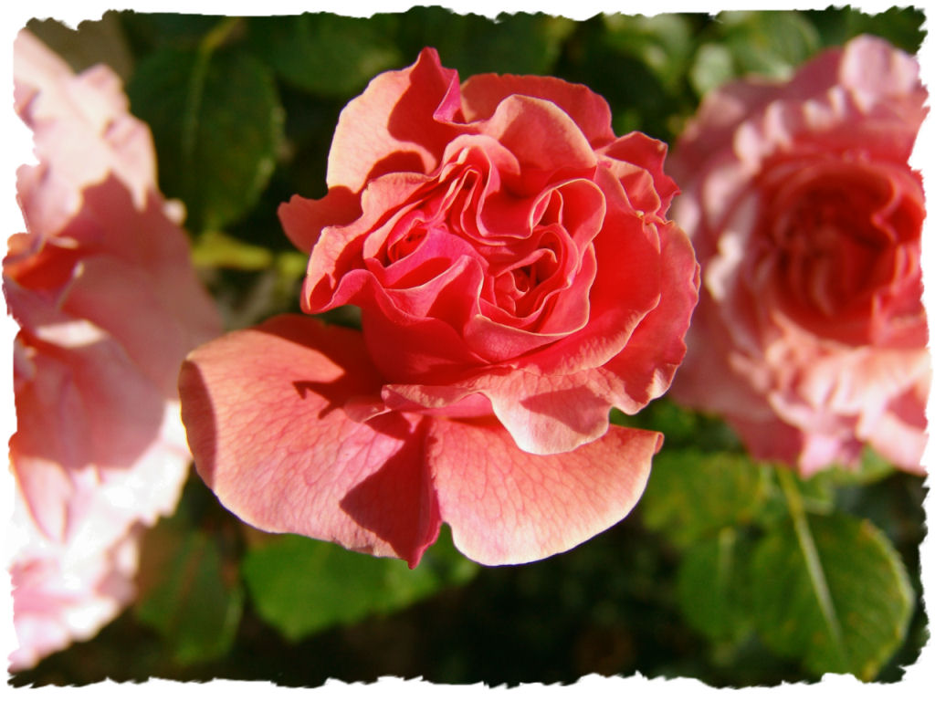 La rose, fleur de beauté: 1000 roses au jardin
