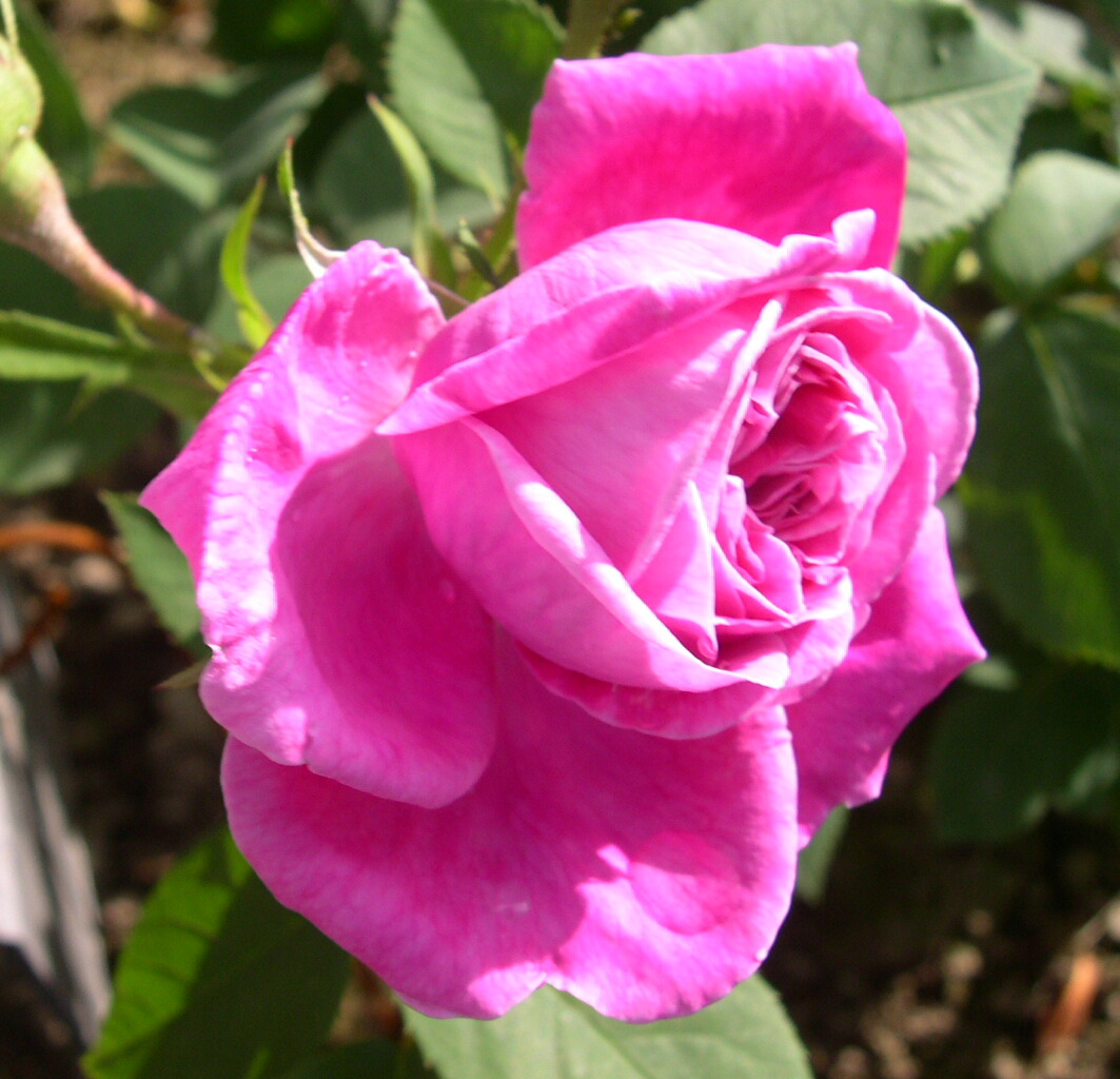 La rose, fleur de beauté: 1000 roses au jardin