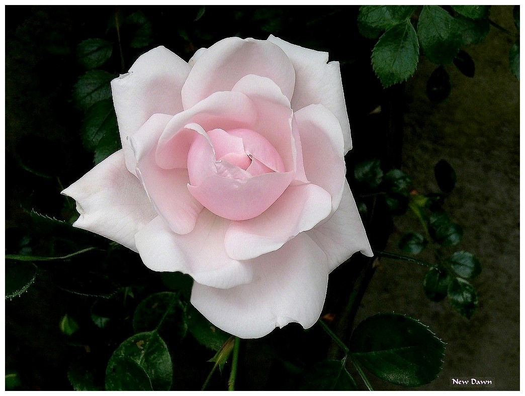 La rose, fleur de beauté: 1000 roses au jardin