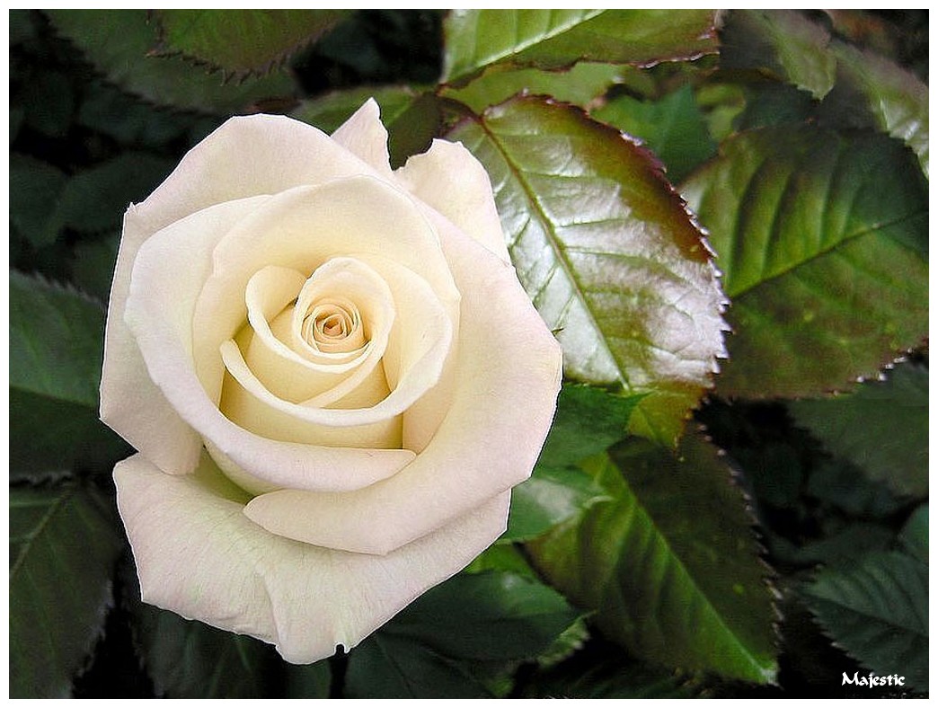 La rose, fleur de beauté: 1000 roses au jardin La rose, fleur de beauté: 1000 roses au jardin