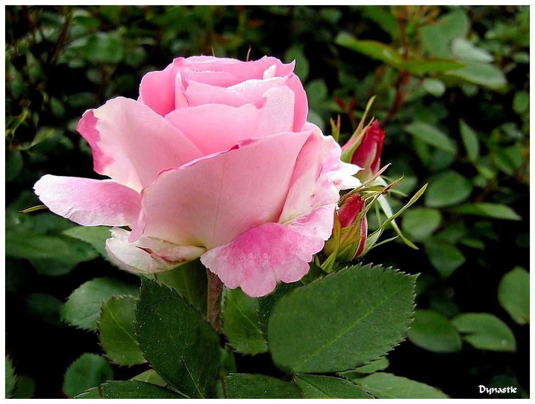 La rose, fleur de beauté: 1000 roses au jardin La rose, fleur de beauté: 1000 roses au jardin