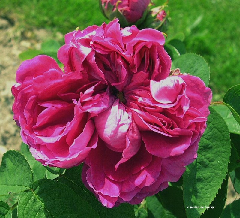 La rose, fleur de beauté: 1000 roses au jardin