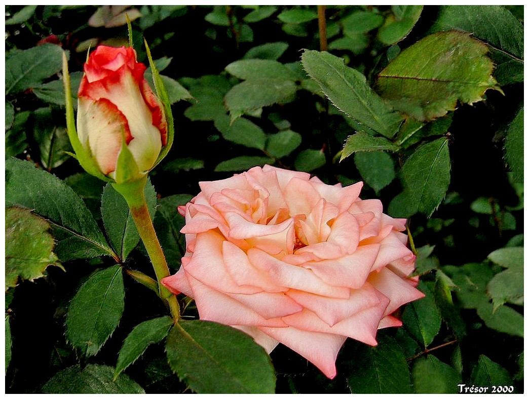 La rose, fleur de beauté: 1000 roses au jardin