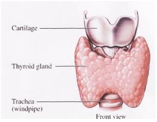 Farmasi UIN: Tiroid dan Paratiroid