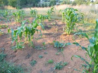 Home Joys: Test Plots