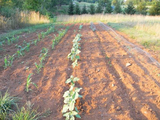 Home Joys: Test Plots