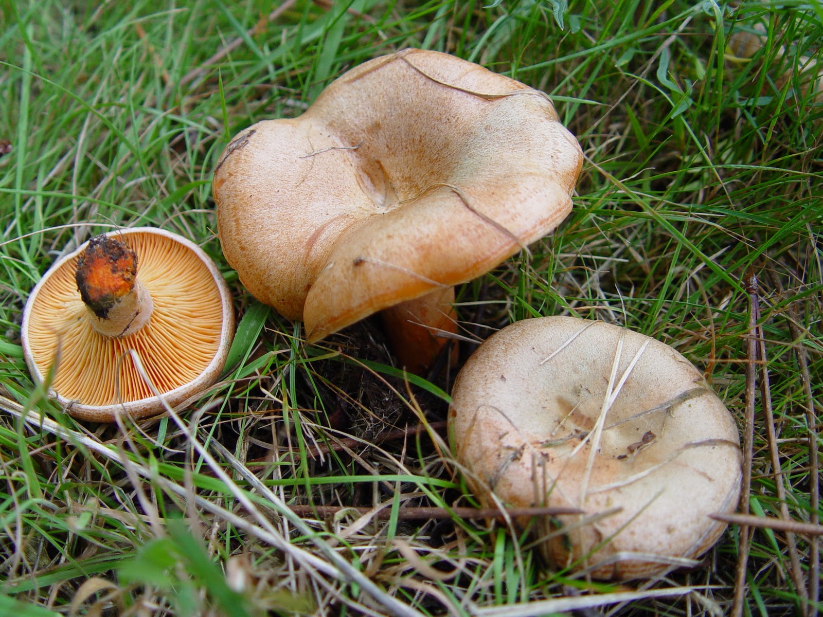 CocinandoSetas: Níscalos con jamón