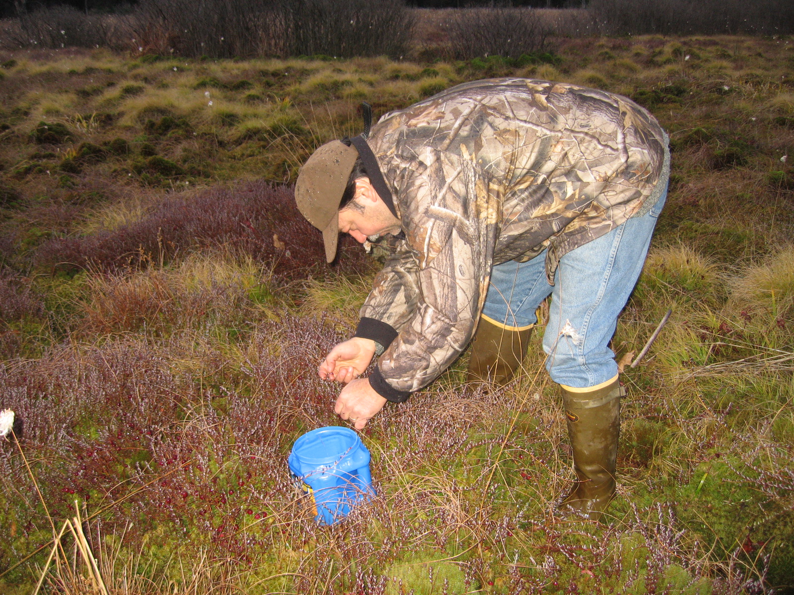 Wild cranberries!! | ~ The Woodwife's Journal