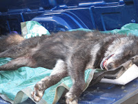 Something different: Oct 8th - Sad day for those following wolf #302M