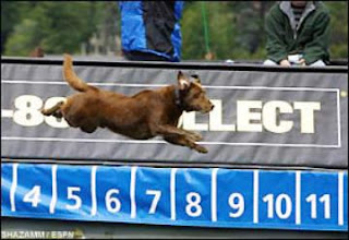 The Fit Dog Articles: Dock Dogs