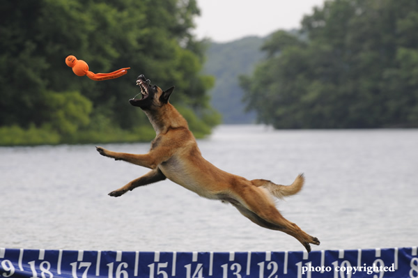 The Fit Dog Articles: Dock Dogs