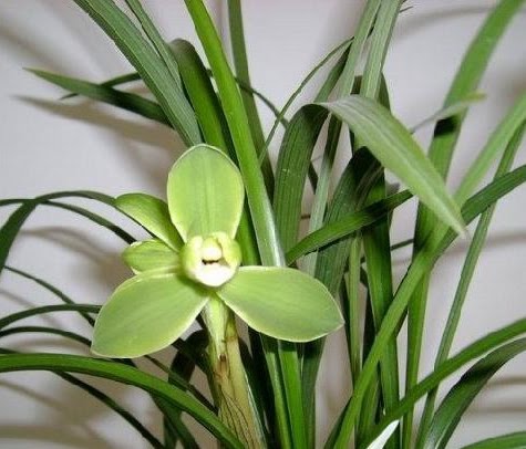 The Garden of Eden for Gardeners (Garden Tools World): Flower Gardening ...