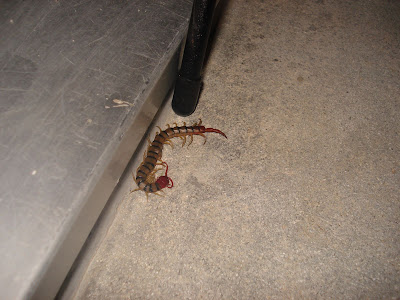 Okinawa Mama: Bats are big, shrews are small, but geckos are the cutest ...