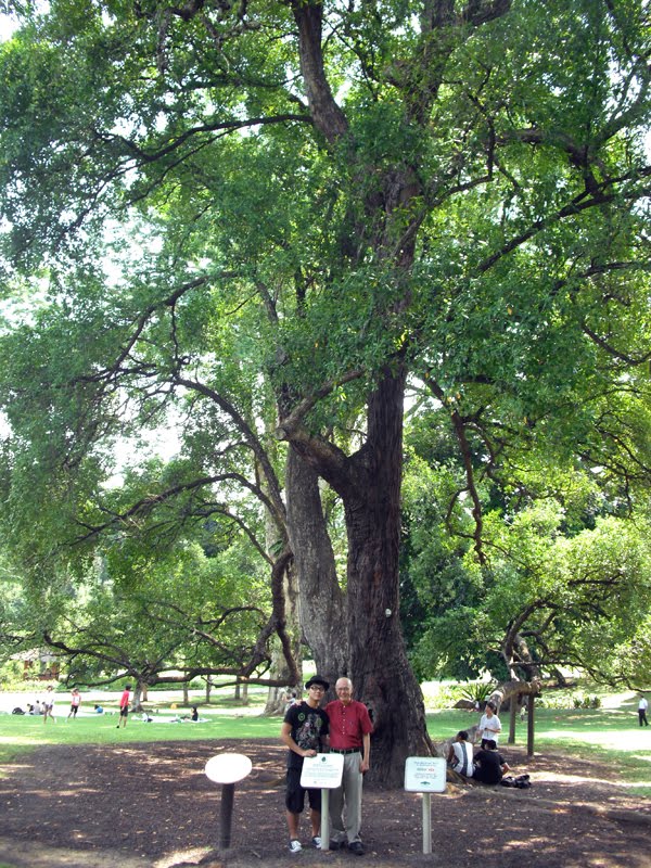 Blog To Express: "Tembusu Heritage Tree" of Singapore