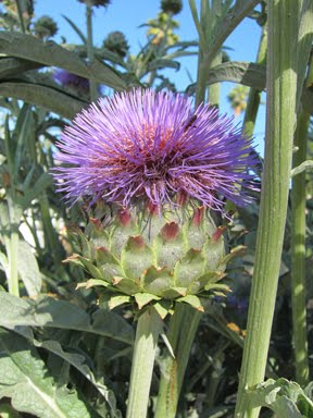 Growing and Preparing Cardoons (Cynara cardunculus) | Root Simple