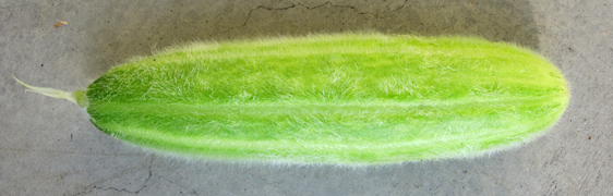 A Hairy Cucumber: Mezzo Lungo di Polignano | Root Simple