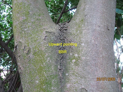 鳳溪攀樹隊: 枝皮脊 (Branch Bark Ridge, BBR)