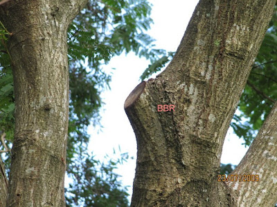 鳳溪攀樹隊: 枝皮脊 (Branch Bark Ridge, BBR)