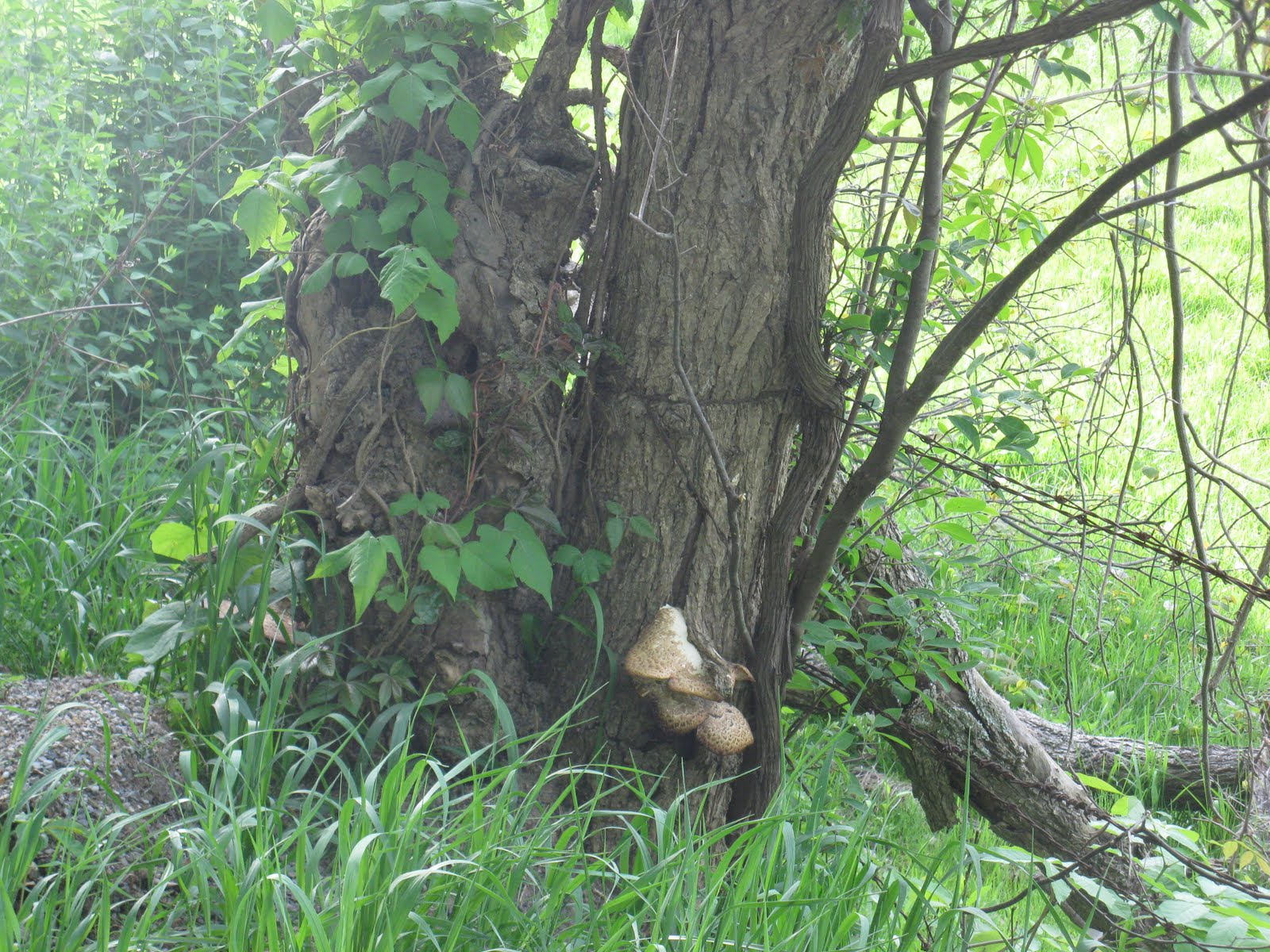 Wildflowers in West Virginia: Honey Locust Tree Blossoms; Red Clover ...