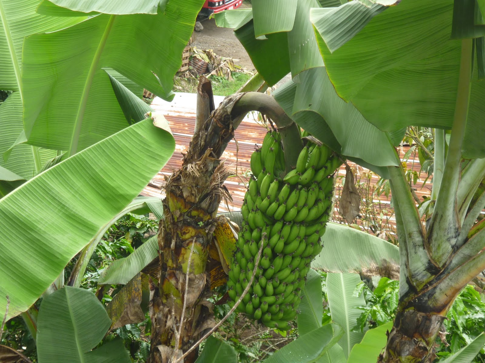 Musa paradisiaca