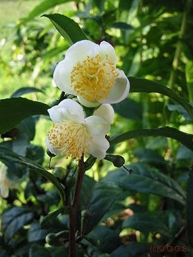 The Tea Horse Caravan: Camellia thea sinensis