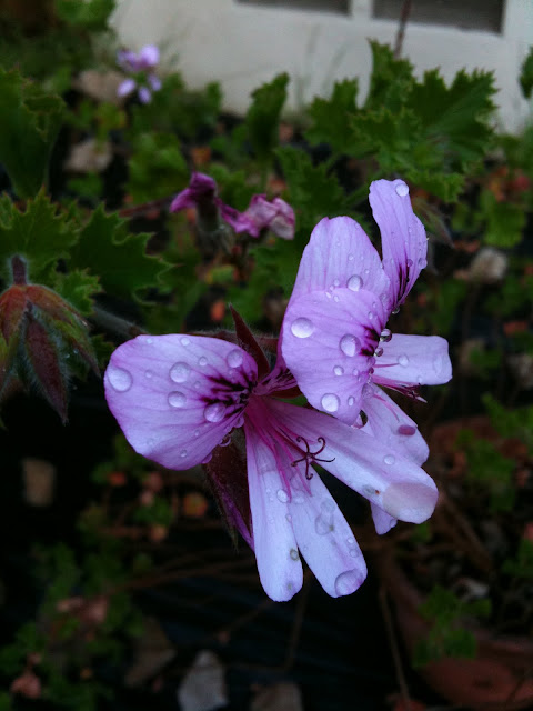 Kind hearts are a garden