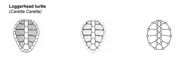 Wild Informatics: Planner graph on Loggerhead Turtle's carapace
