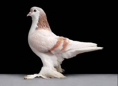 AJORBAHMAN'S COLLECTION: Some Fancy Pigeons