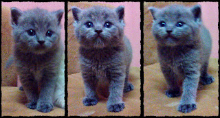 WONDERPET PLANET: BSH KITTEN