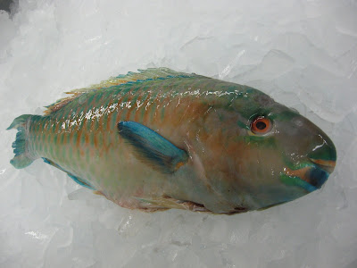 Blue Ribbon Fish