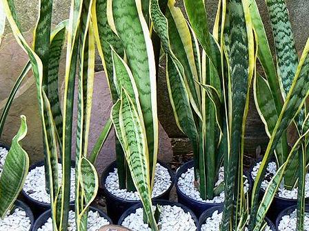 ke-33: Sansiviera dan Manfaatnya | pernahbaca