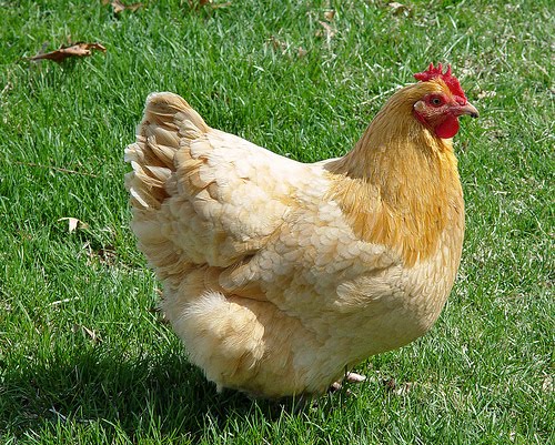 Having Fun at Home: Chicken Update: An Expanded Brood