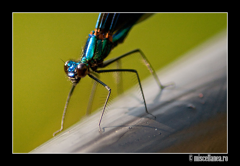 Miscellanea: Veliko Tarnovo: Sveta Gora şi Ivanovo