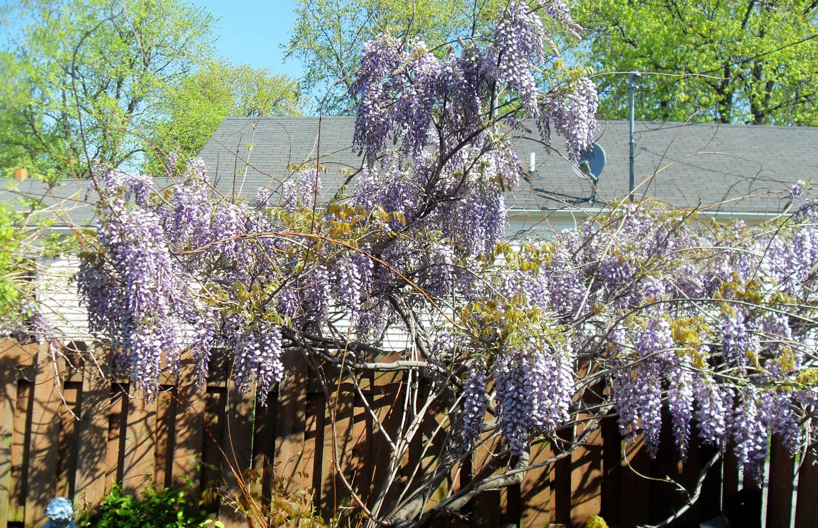 splashes of joy: Wisteria & Wild Weather