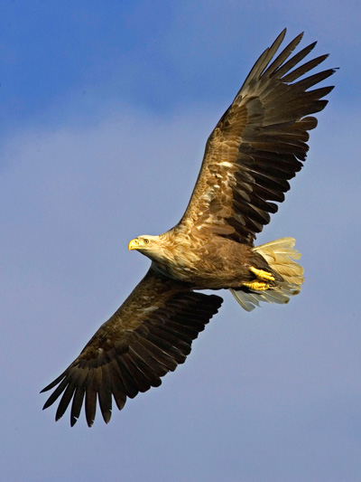 StepbyStep - Rozwój osobisty i motywacja w sprzedaży: Orzeł - pozytywna ...