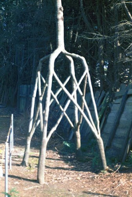 The Clutter: The Tree Circus