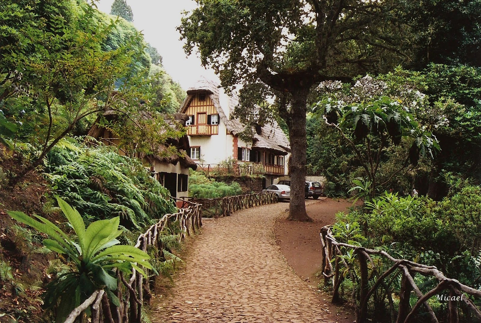 Madeira island - flowers: FLORESTA LAURISSILVA
