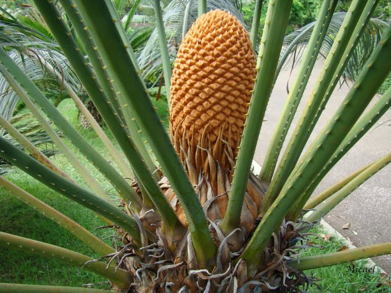 Madeira island - flowers: CYCAS CIRCINALIS