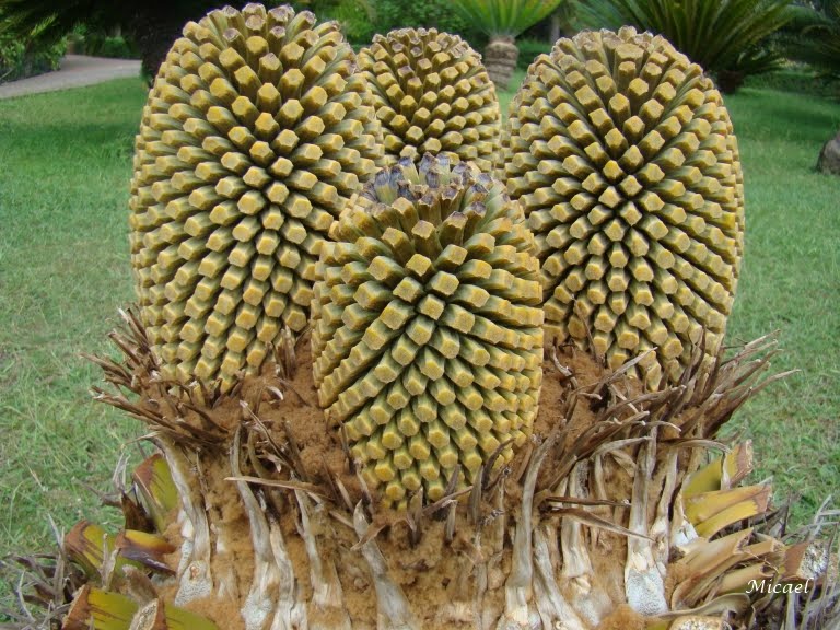Madeira island - flowers: CYCAS CIRCINALIS