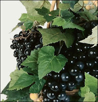 Portal de Vinos: Vitis labrusca