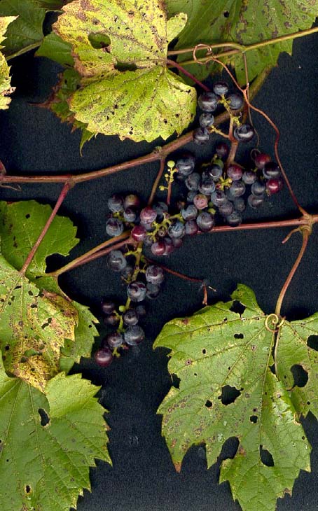 Portal de Vinos: Vitis riparia